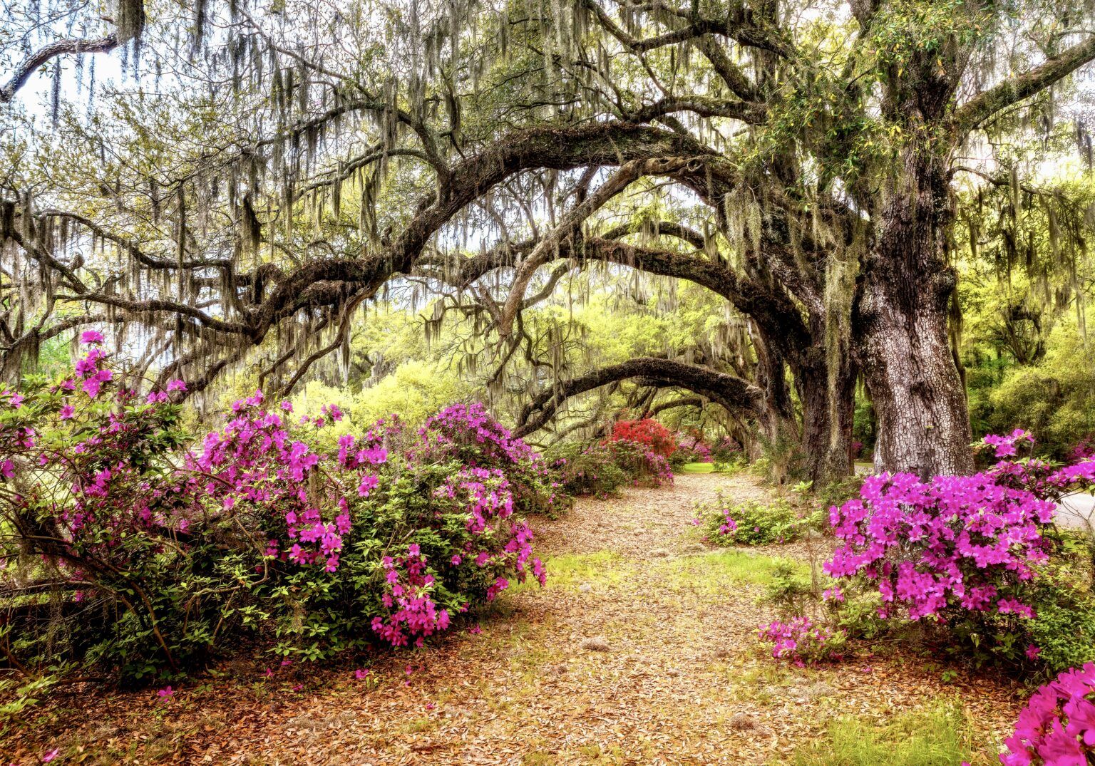 Guide To Magnolia Plantation: What To See & Do - The Geographical Cure