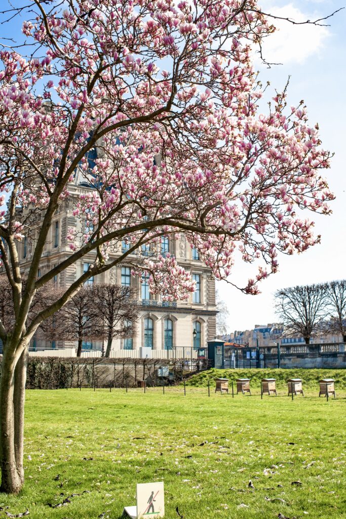 Paris in Bloom: The Best Spots to Enjoy Spring Flowers - The ...