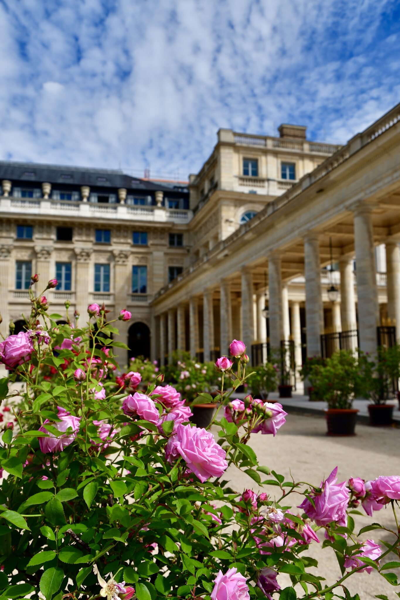 Paris in Bloom: The Best Spots to Enjoy Spring Flowers - The ...
