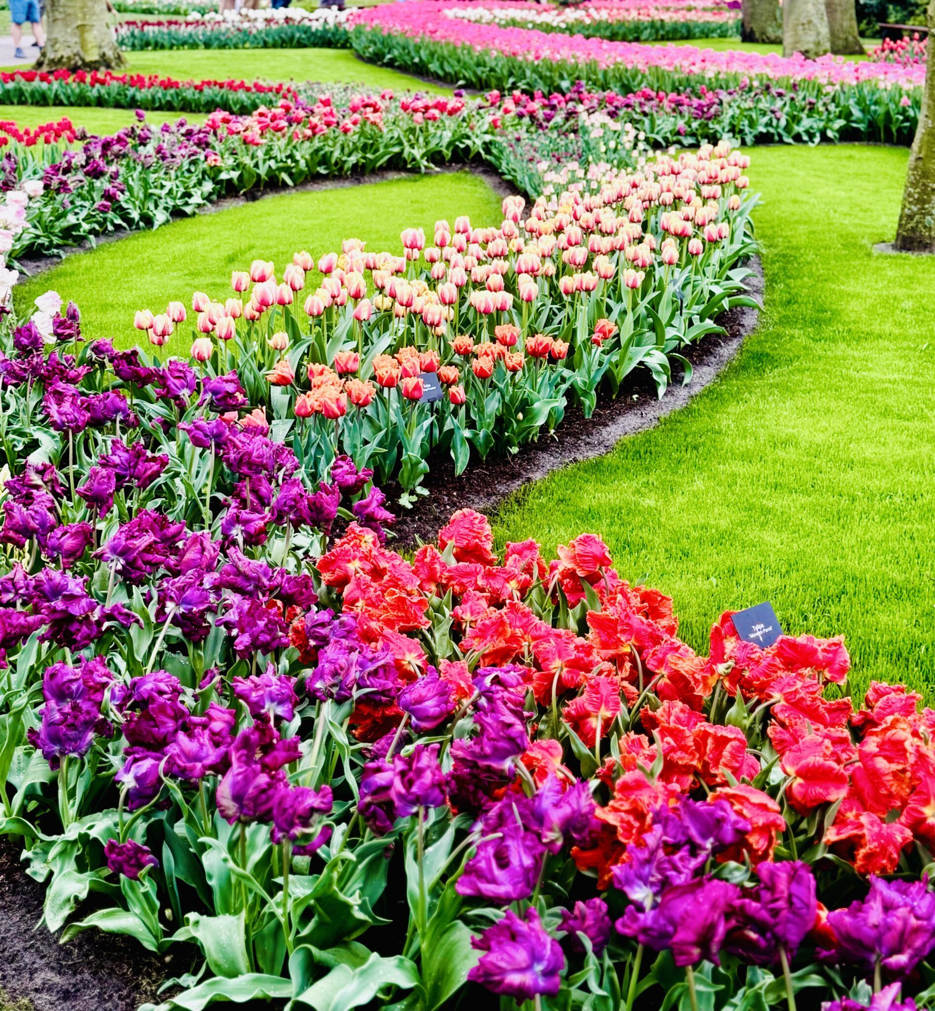 Planning A Trip To Keukenhof? What To See & What To Know! - The ...